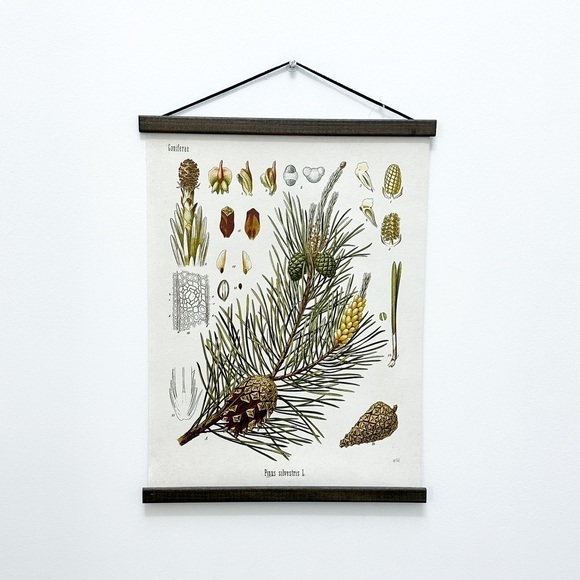Curious Prints | Wall Decor | Vintage Botanical Canvas Wall Hanging ...